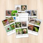 24 Animals that Hibernate 3-Part Cards + Lesson Plan - Master the ...