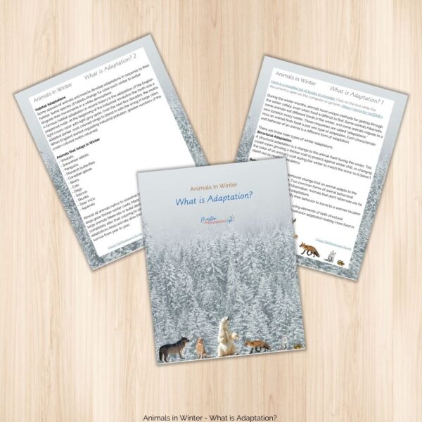 Animals in Winter Adaptation, Hibernation & Migration Bundle 1 - Master ...