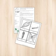 Montessori Life Cycle of a Butterfly 3-Part Cards